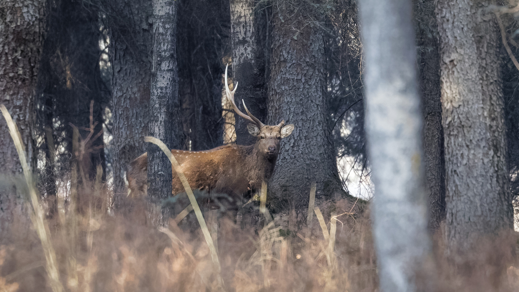 Sichuan Sika Deer in January 2024 by Mengshuai Ge. Captive in this ...