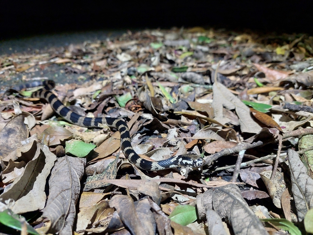 Stephens' Banded Snake in January 2024 by Oscar · iNaturalist