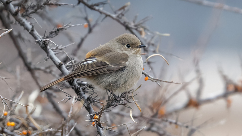 True Redstarts from Hainan Tibetan, Qinghai, China on January 25, 2024 ...