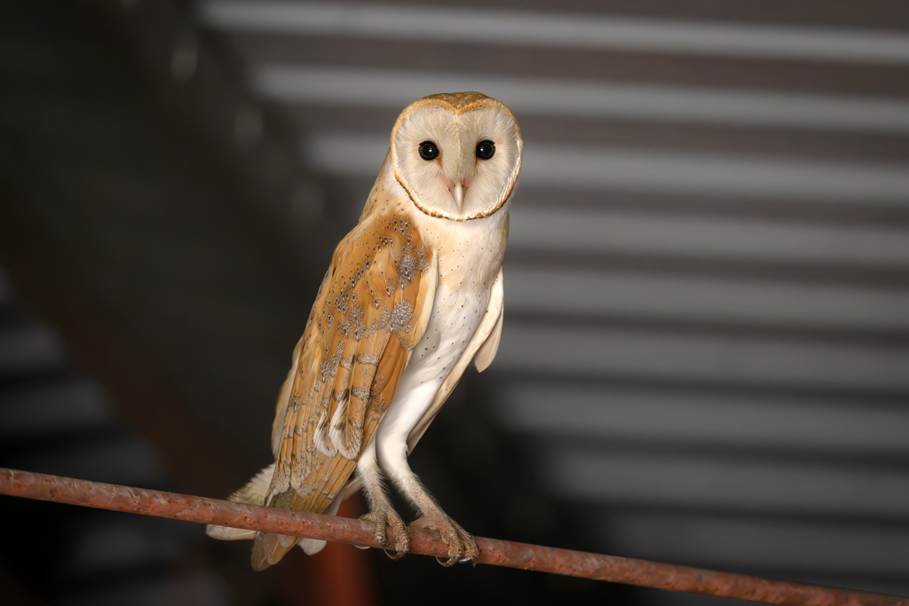 Barn Owl from Zone 83, Qatar on January 27, 2024 at 12:13 PM by cog2022 ...