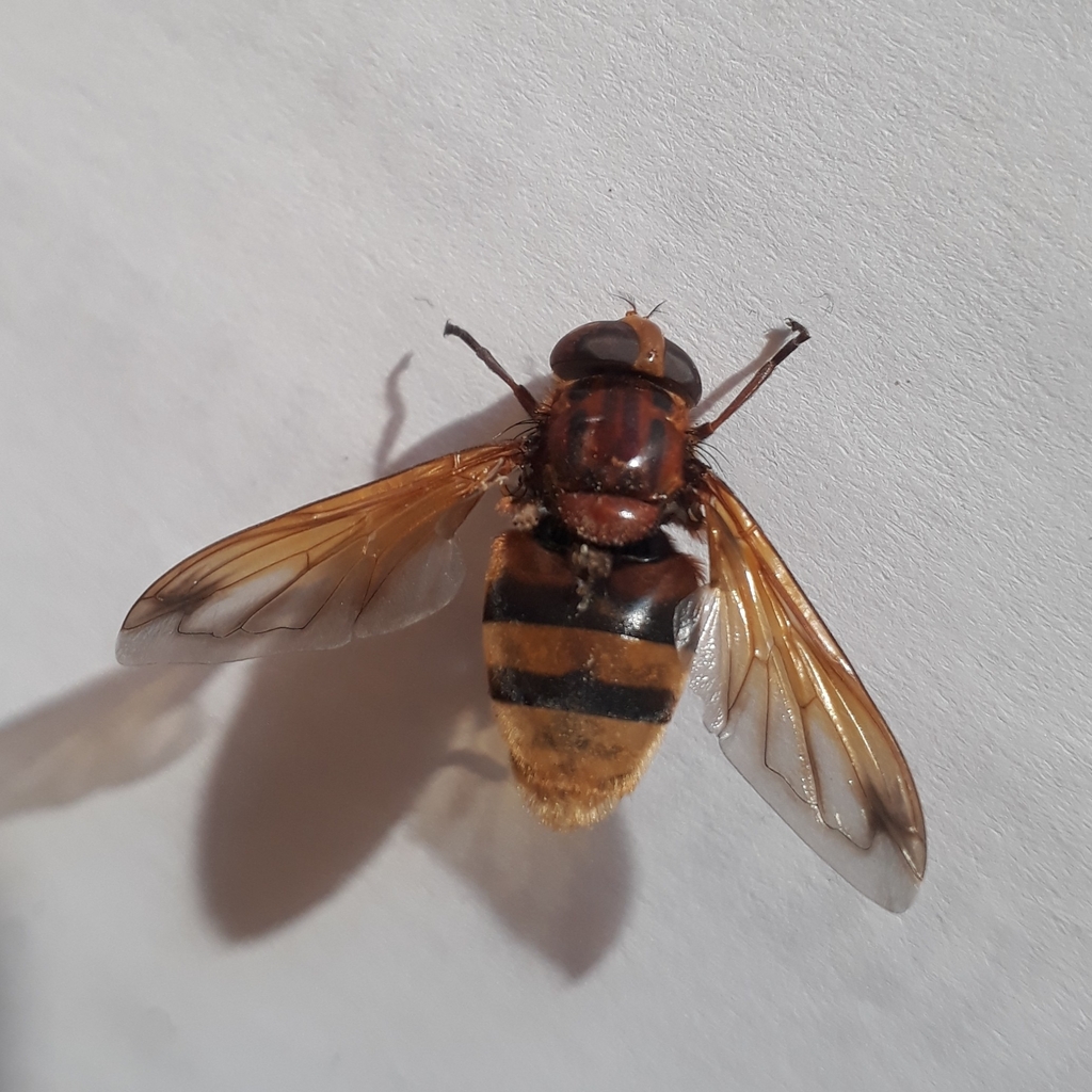 Hornet Mimic Hover Fly from Amiral Courbet, 30000 Nîmes, France on ...