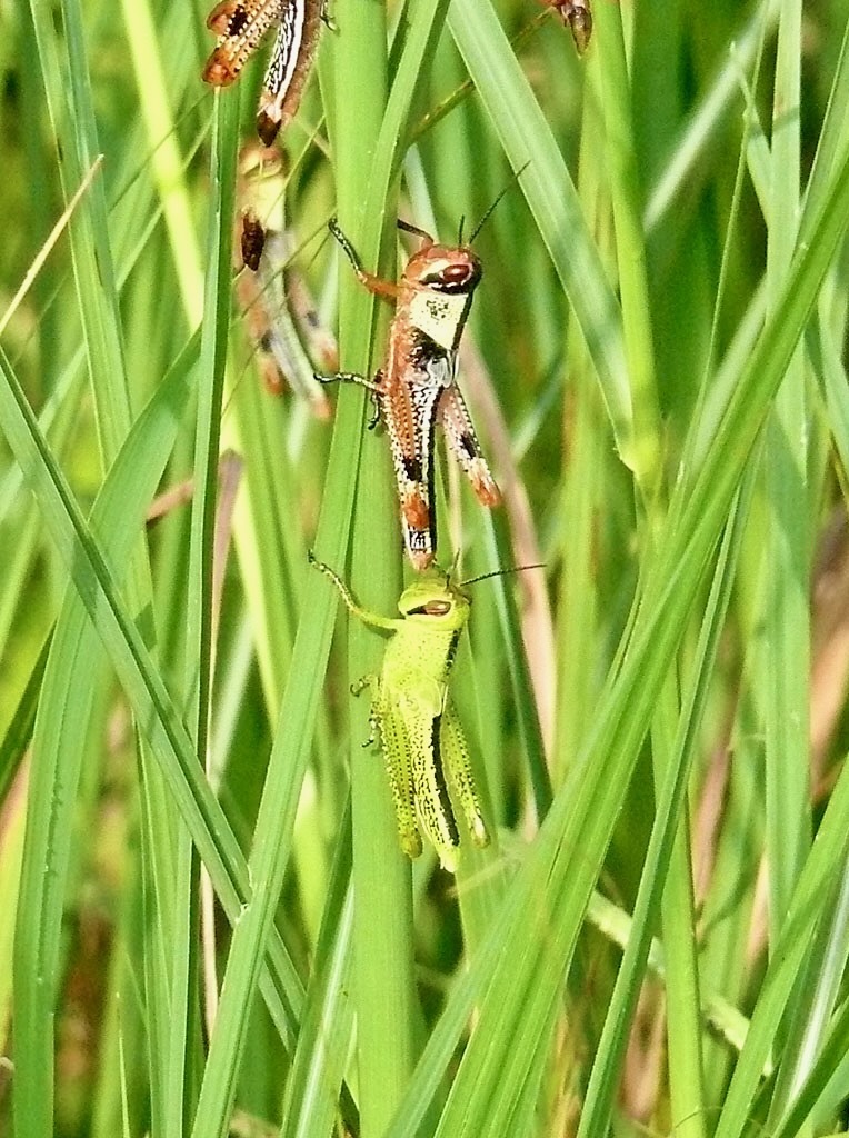 Red Locust from Mlele, Tanzania on February 8, 2009 at 06:26 AM by ...
