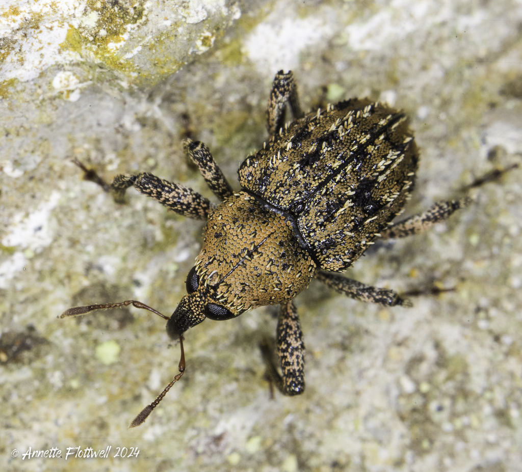 Cryptorhynchini from Guanacaste Province, Costa Rica on January 26 ...