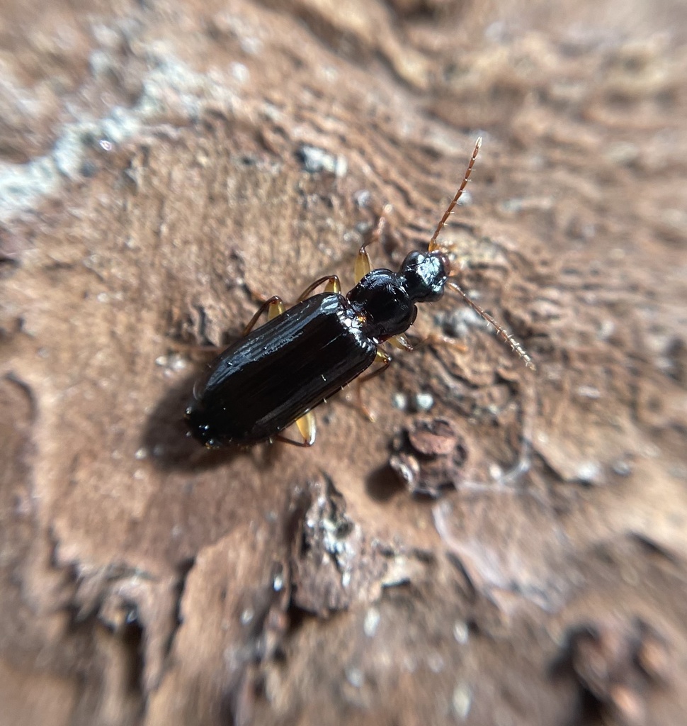 Dromius in January 2024 by tofuinsect · iNaturalist