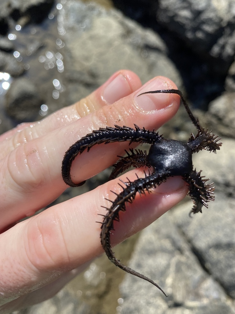 Black Spiny Brittle Star from Pacific Ocean, Nandayure, Guanacaste, CR ...