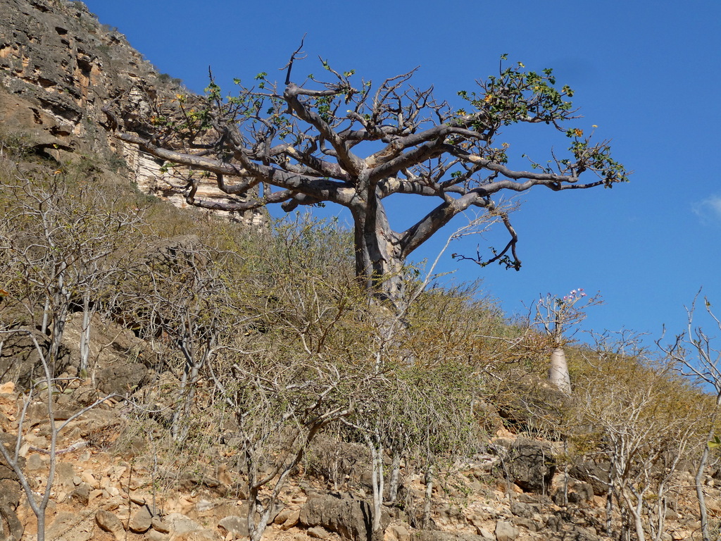 Socotra Star-Chestnut in February 2023 by Leoš Smutný a Antonín Horáček ...