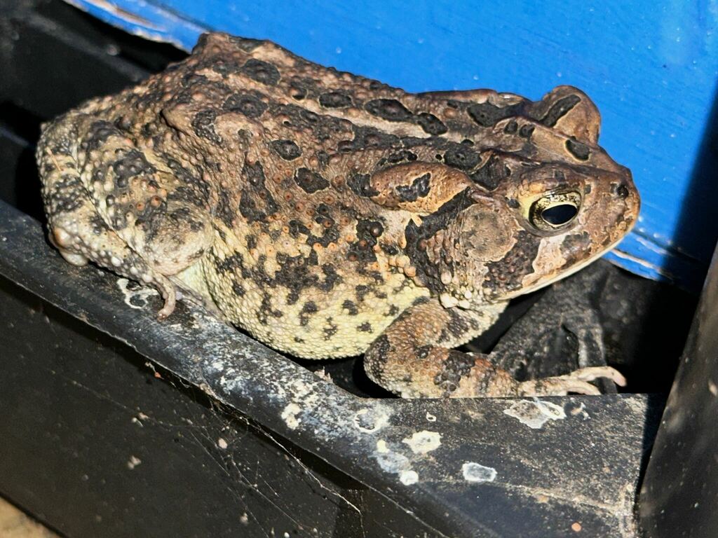 Southern Toad from Jackson County, MS, USA on January 27, 2024 at 06:38 ...