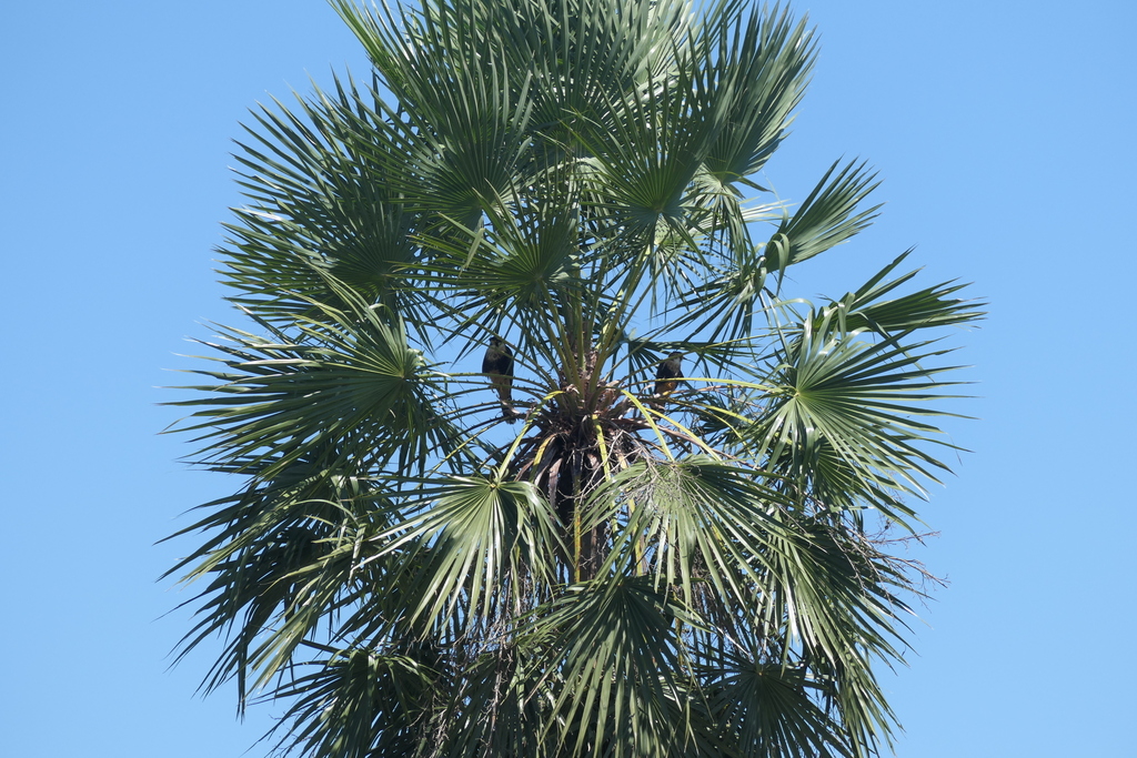 Aplomado Falcon from Aquidauana - State of Mato Grosso do Sul, Brazil ...