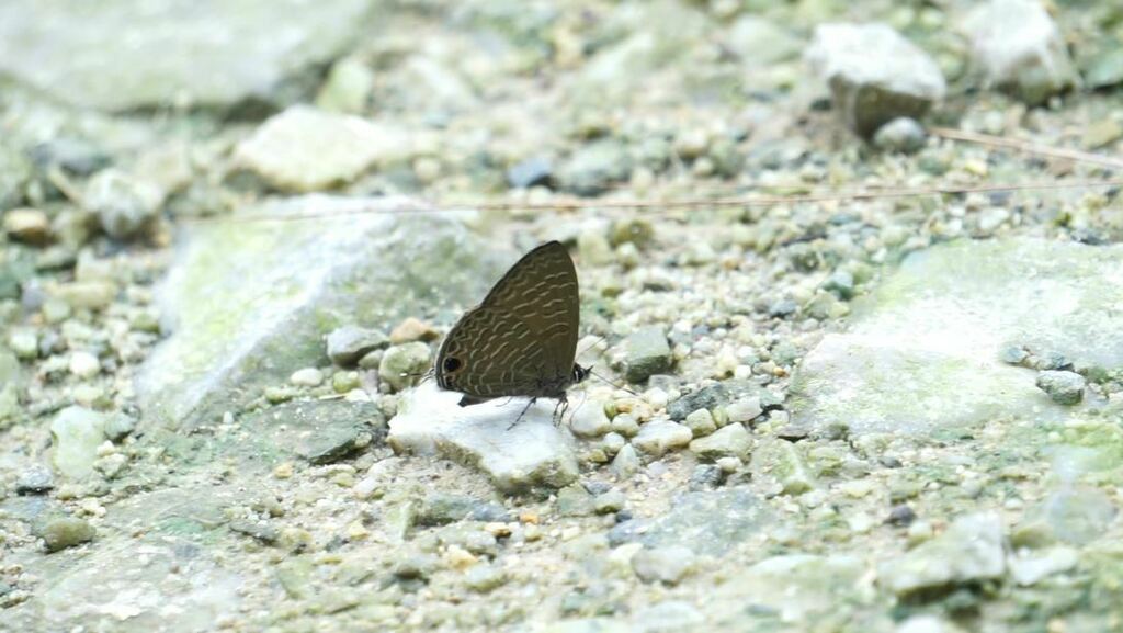 Opaque Sixline Blue from Yingkiong 791002 on May 27, 2022 at 07:49 PM ...