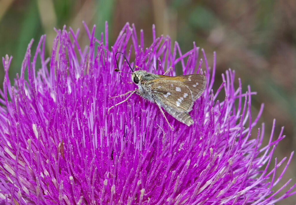 Pahaska Skipper from Fremont County, CO, USA on June 25, 2017 at 01:11 ...