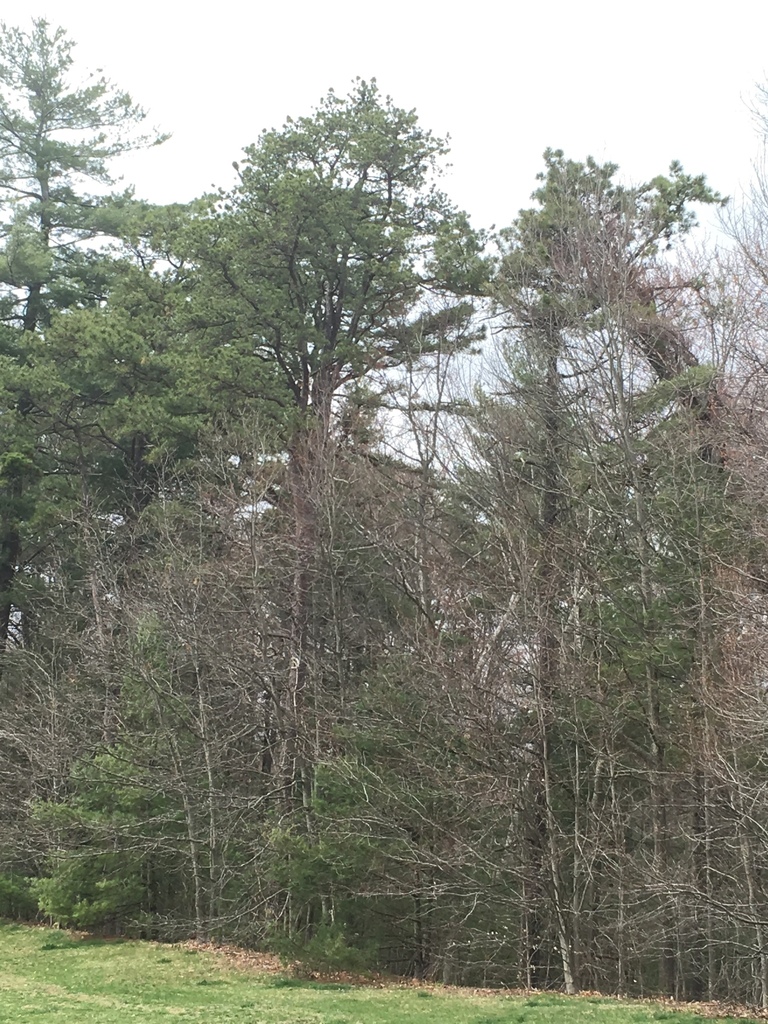 pitch pine from 06033, Glastonbury, CT, US on April 14, 2019 at 03:53 ...