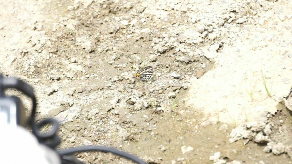 Contiguous Silverline from Migging 791105 on May 31, 2022 at 08:17 PM ...