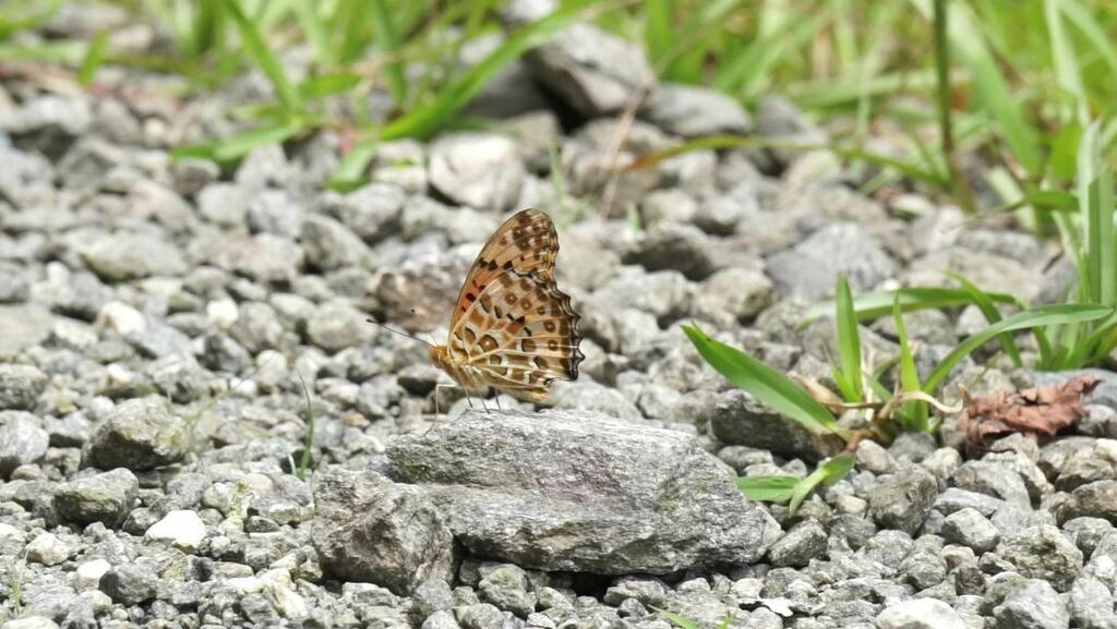 Tropical Fritillary from Migging 791105 on May 31, 2022 at 08:17 PM by ...