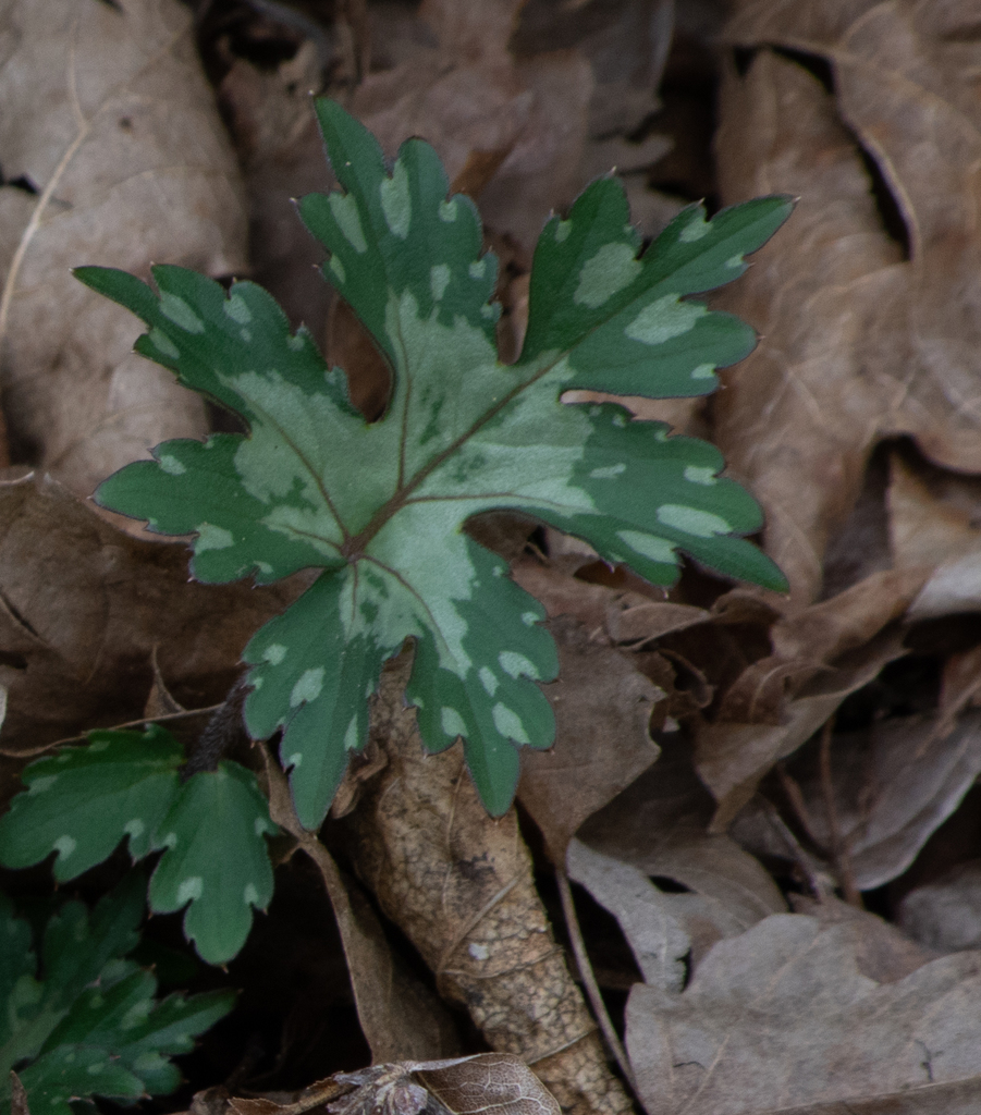 great waterleaf (Braddock's Trail Park, NHT) · iNaturalist