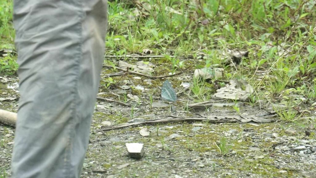 French Duke from Migging 791105 on May 31, 2022 at 08:17 PM by Dev ...