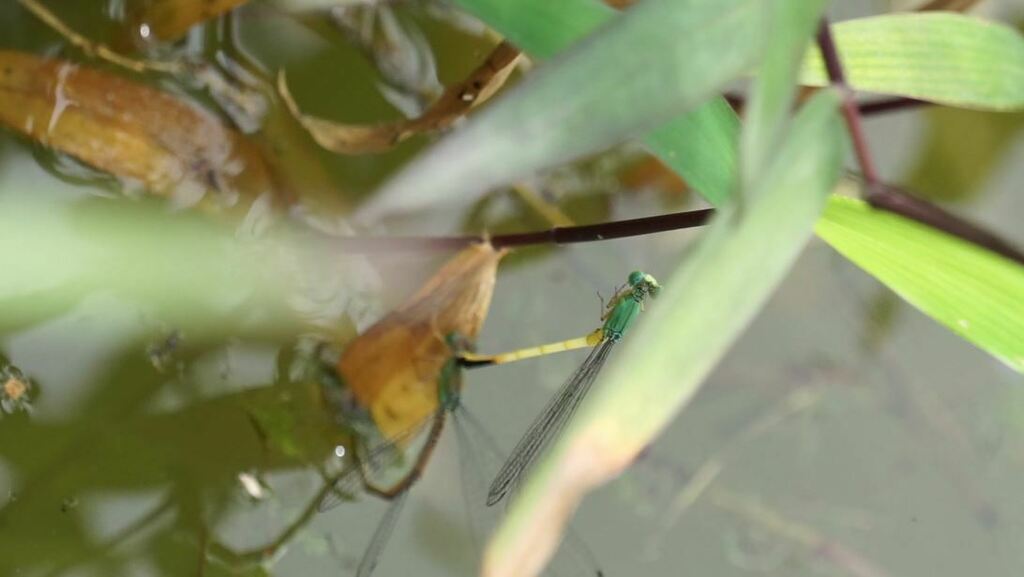 Citrils, Marsh-darts and allies from Migging 791105 on May 31, 2022 at ...