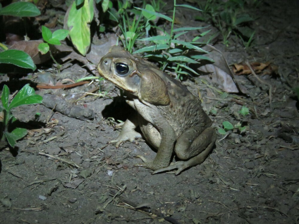 Mesoamerican Cane Toad from Limón, Matina, Costa Rica on April 22, 2017 ...