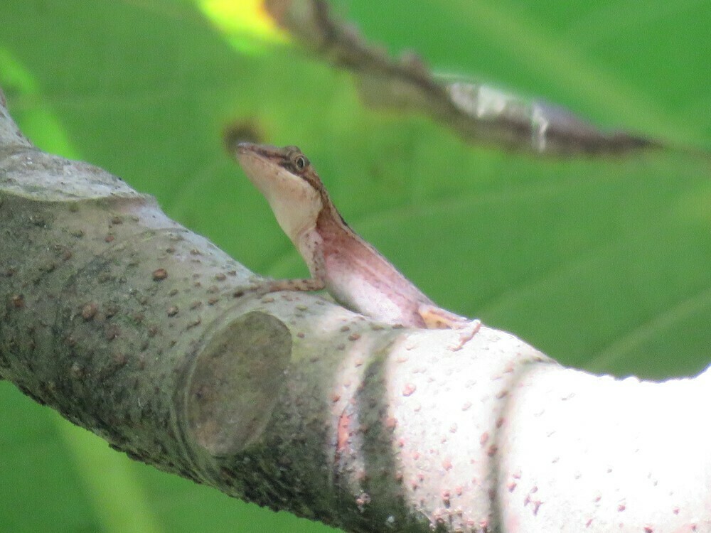 Border Anole from Limón, Matina, Costa Rica on April 20, 2017 at 03:30 ...