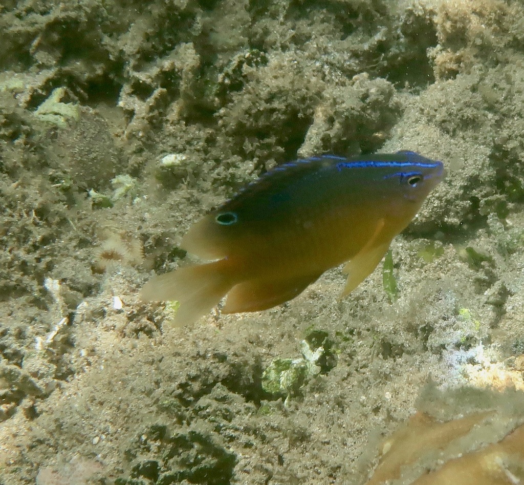 Blueback Damselfish from Pemuteran Reefs, Bali, Indonesia on August 17 ...