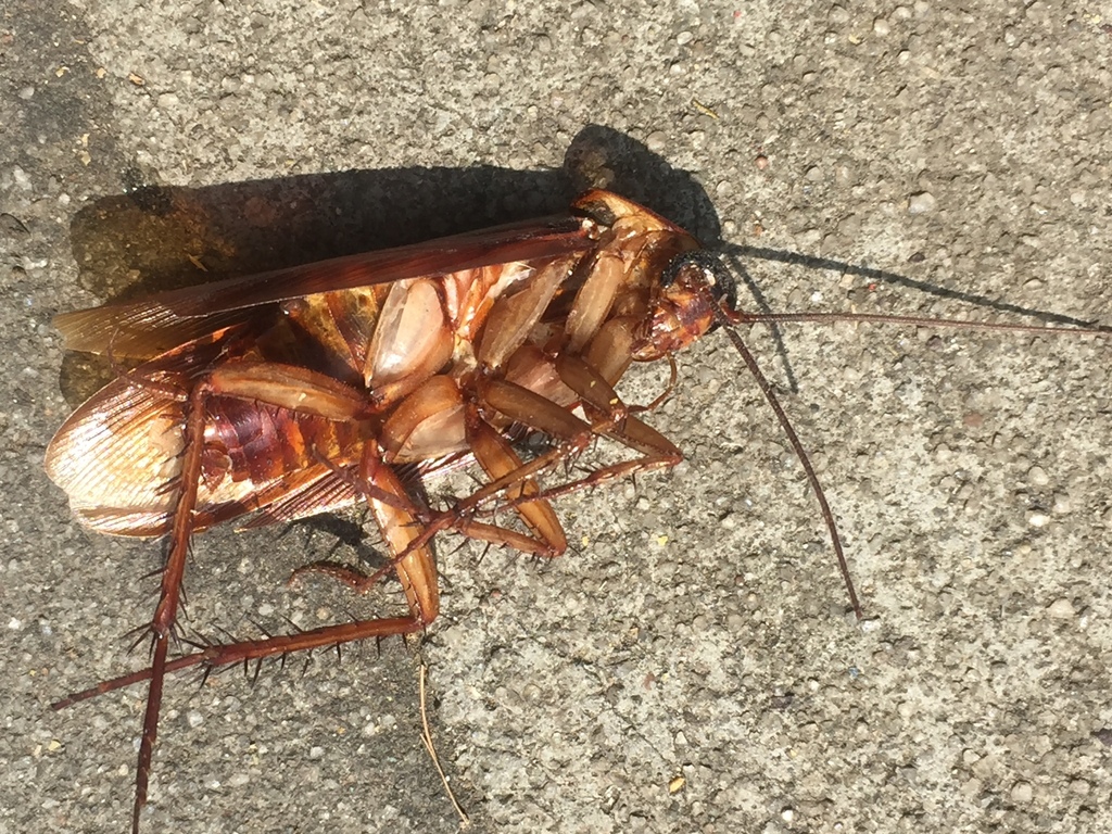 American Cockroach from El Peñon, Normandia Sebastian de Belalcazar ...