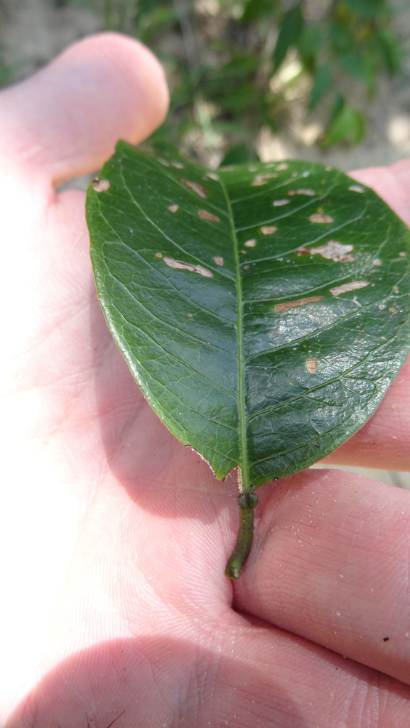 Laurifoliae from Mucajaí - State of Roraima, Brazil on November 14 ...