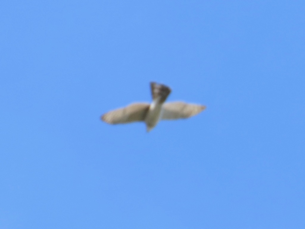 Sharp-shinned Hawk from Eggers Grove, Hegewisch, Chicago, Cook County ...