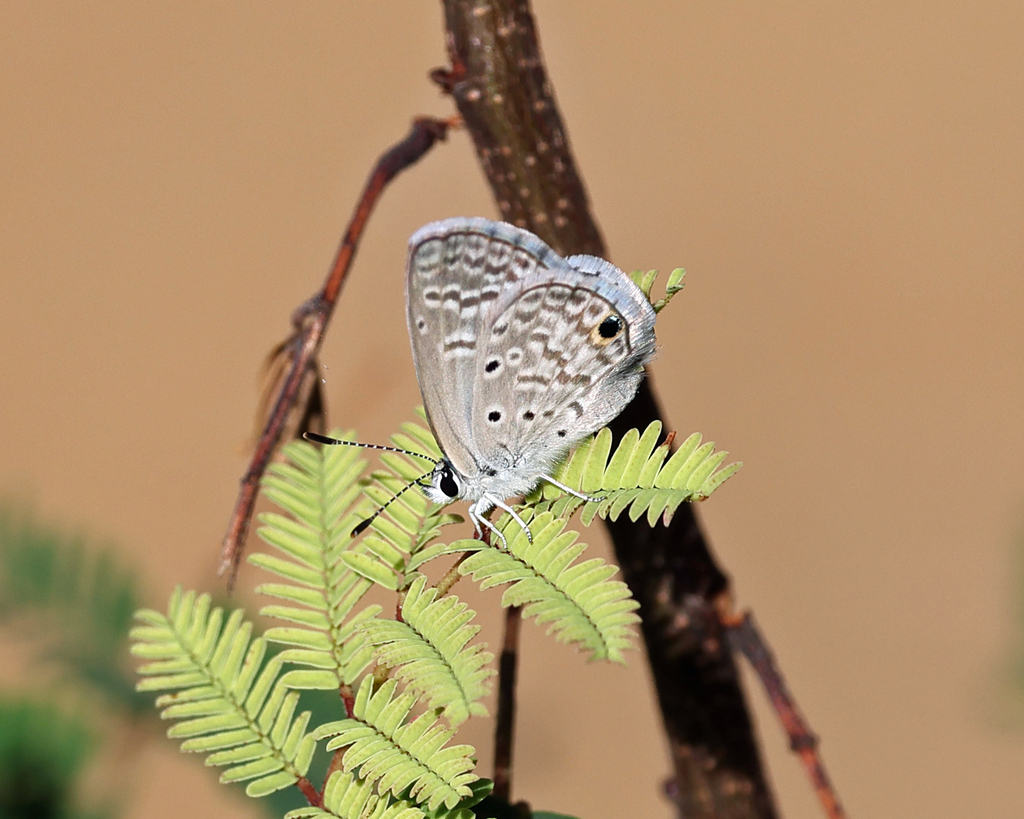Hanno Blue from Echo Dos Pos Conservation Centre, Rincon, Caribbean ...