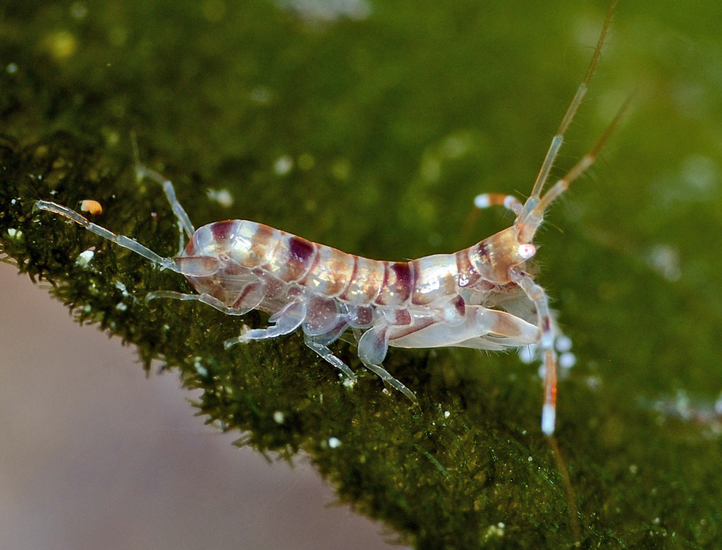 Corophiida from Mabini, Batangas, Philippines on May 8, 2018 by uwkwaj ...