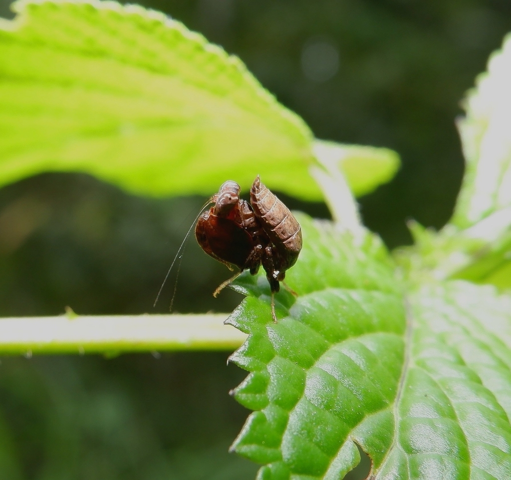 Astyliasula phyllopus from RSC 15th Floor, Genting Highlands Resort ...