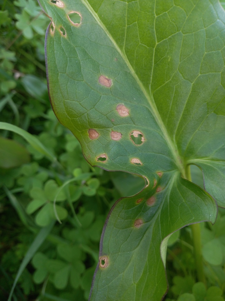 Phyllosiphon ari from Escola Secundária José Gomes Ferreira on January ...