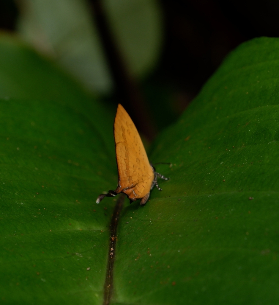 Branded Yamfly from Genting Highlands on January 27, 2024 at 01:57 PM ...