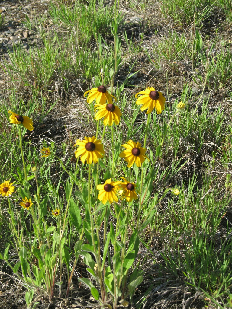black-eyed Susan from Milton Town Forest, 599 Westford-Milton Rd ...
