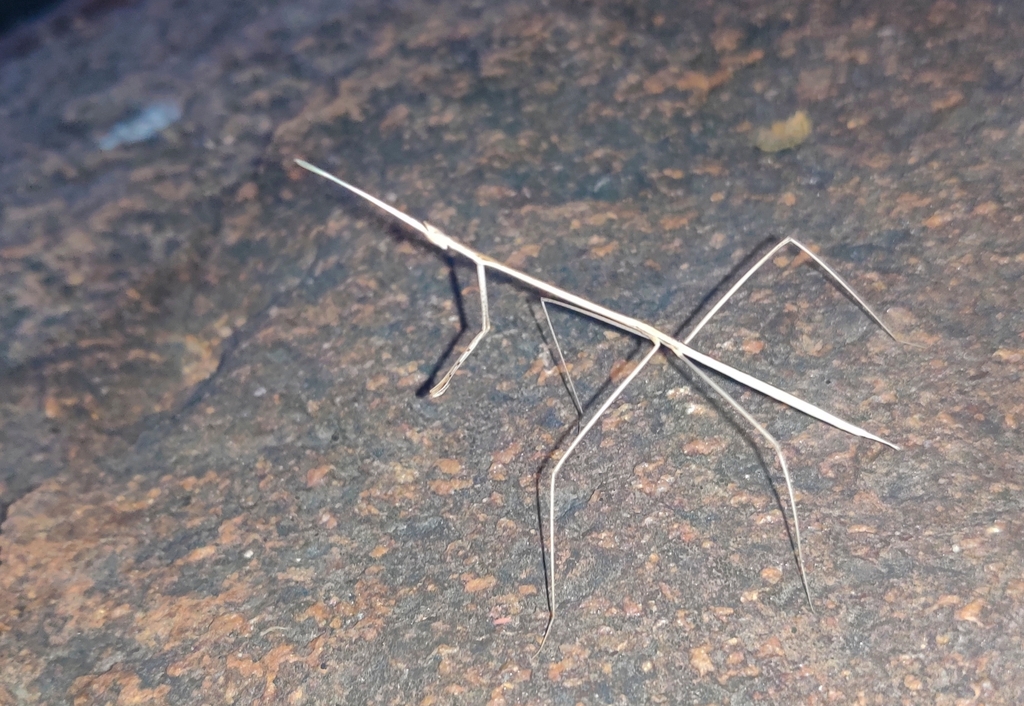 Indian Grass Mantis from V4HG+PFJ, Vellore, Tamil Nadu 632002, India on ...