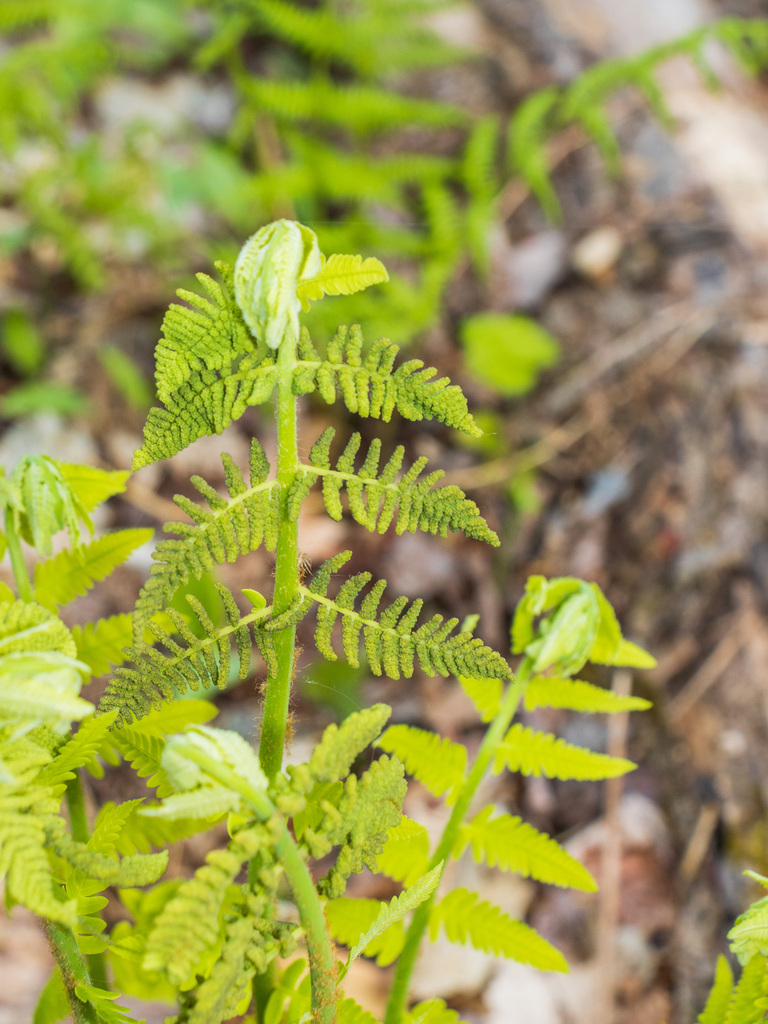 interrupted fern in May 2023 by Jakob Mueller · iNaturalist