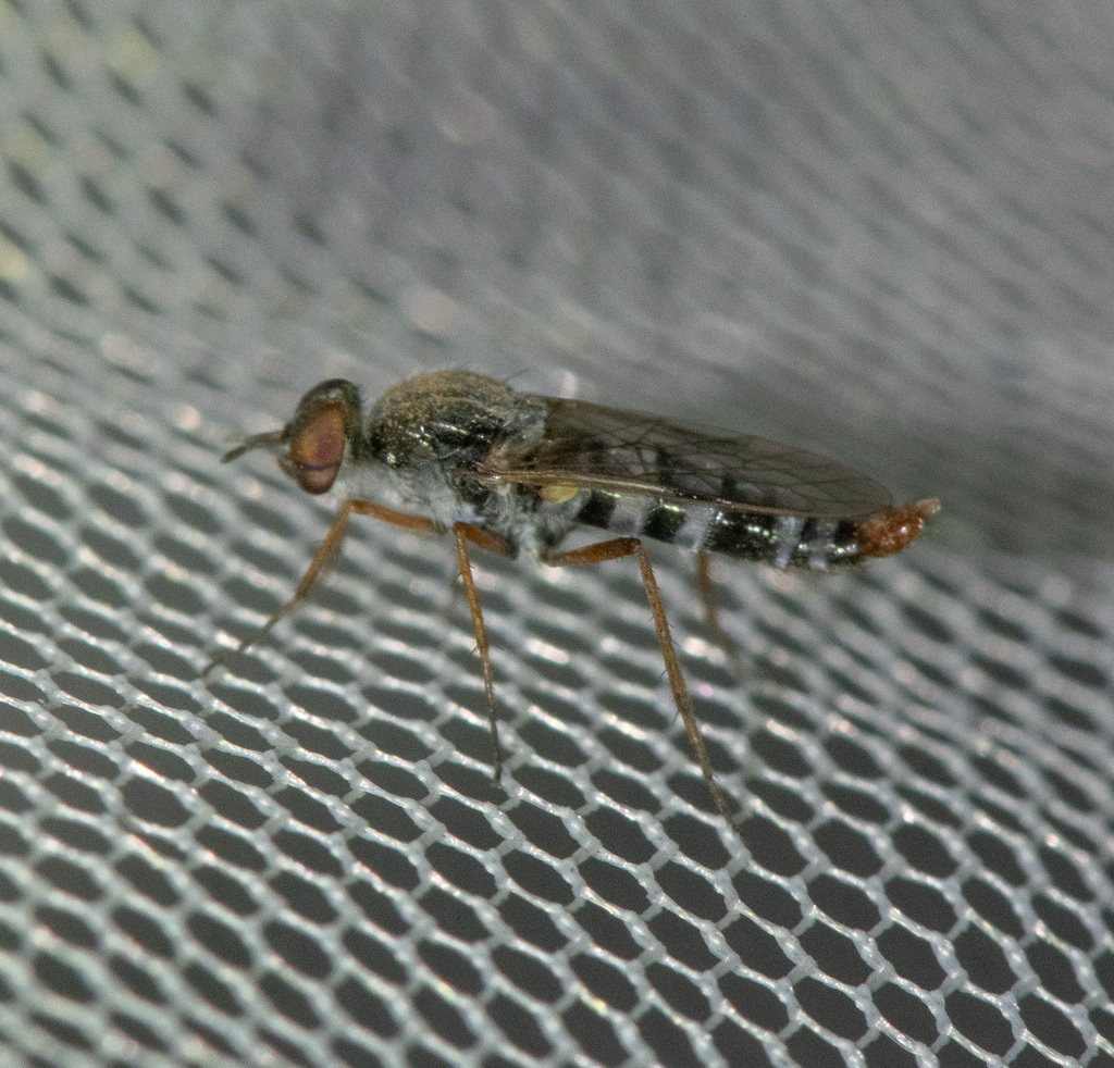 Schoutedenomyia antennata from Chibombo, Zambie on August 2, 2023 at 08 ...