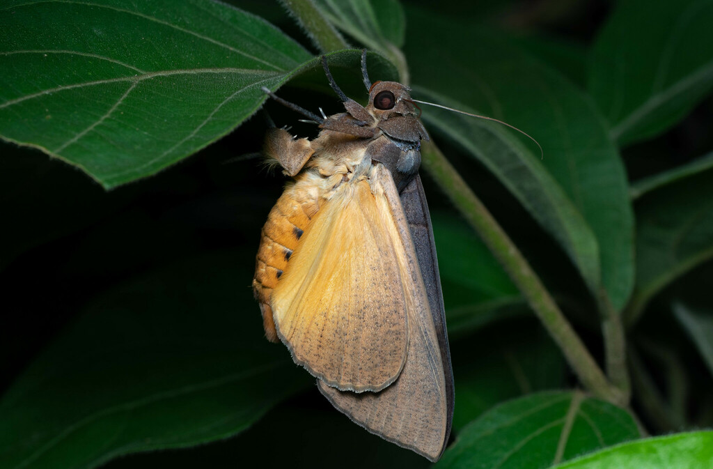 Thyas coronata from Mandai Rd Track 7, Singapore on January 25, 2024 at ...