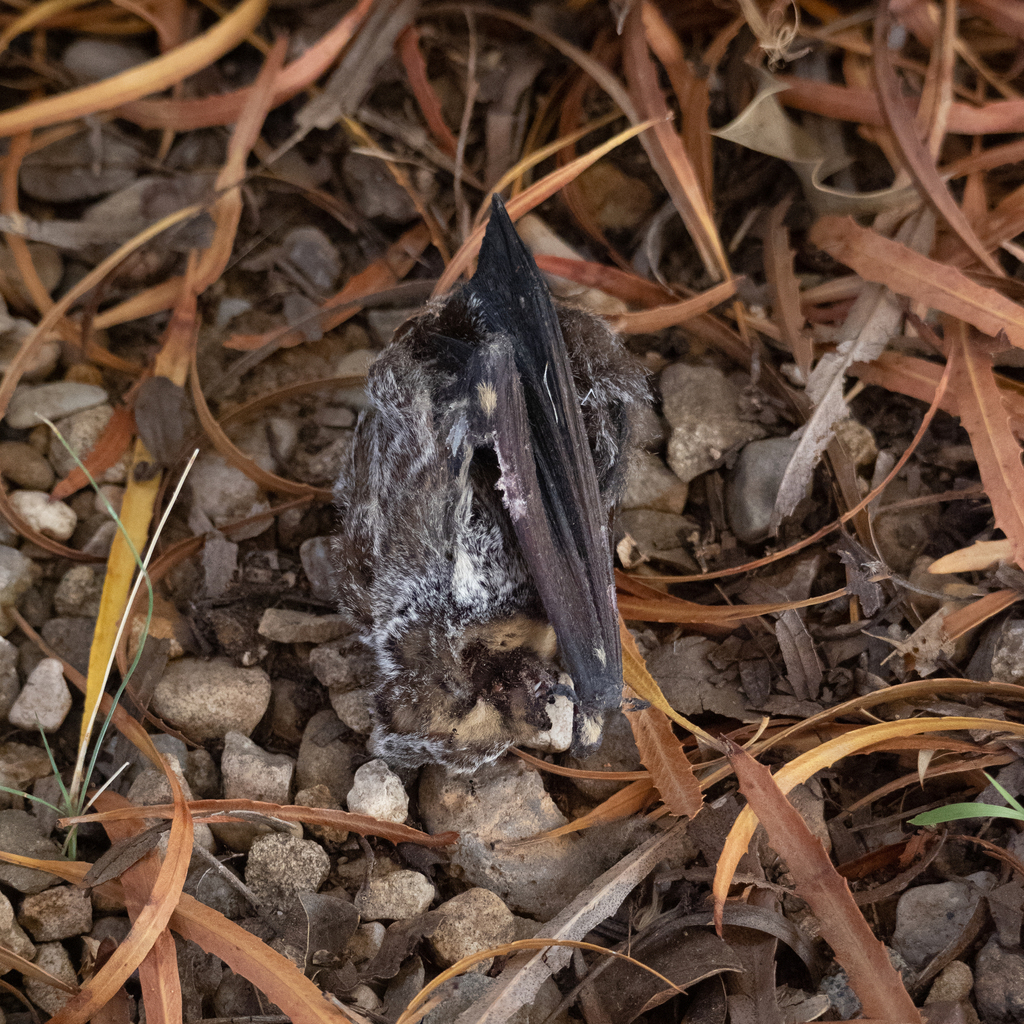Hoary Bat from Brewster County, TX, USA on August 11, 2023 at 05:08 PM ...