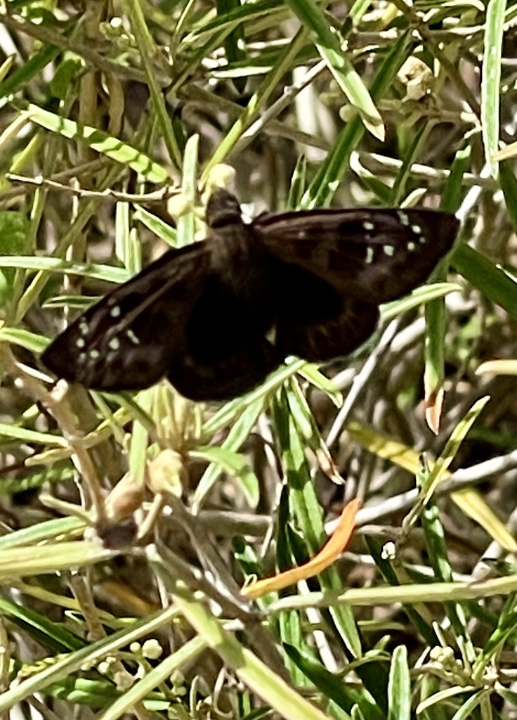 Florida Duskywing from Big Pine Key, Big Pine Key, FL, US on January 26 ...
