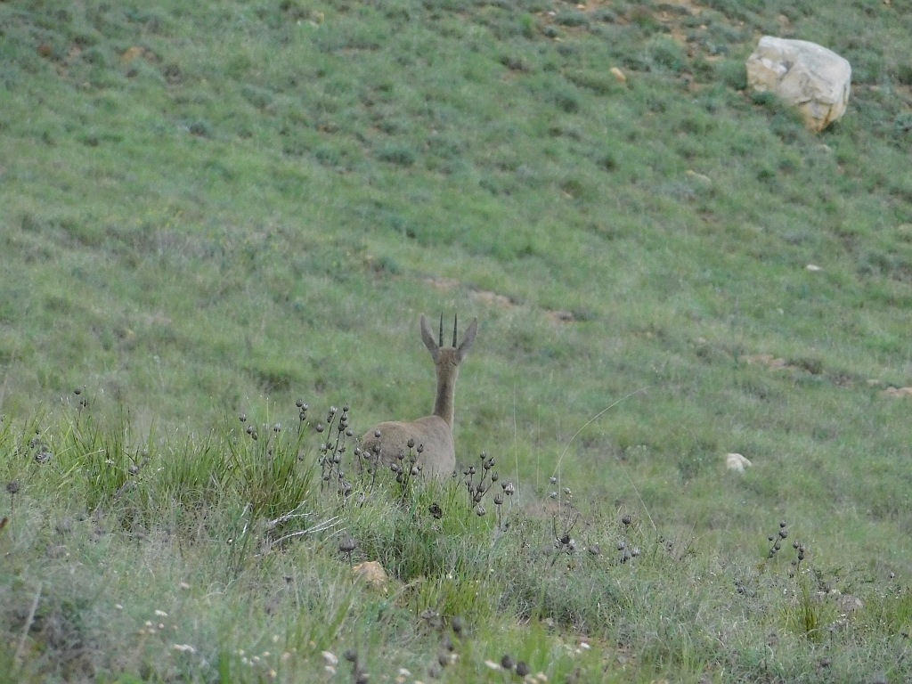 Grey Rhebok from Loerkop Greyton, 7233, South Africa on April 14, 2019 ...