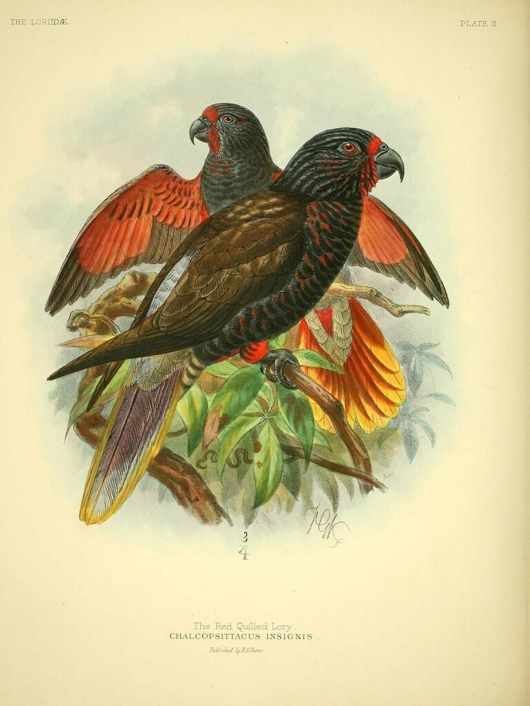 Rajah Lory (Chalcopsitta atra insignis) - Avian Discovery