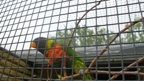Lombok Sunset Lorikeet (Subspecies Trichoglossus forsteni mitchellii ...