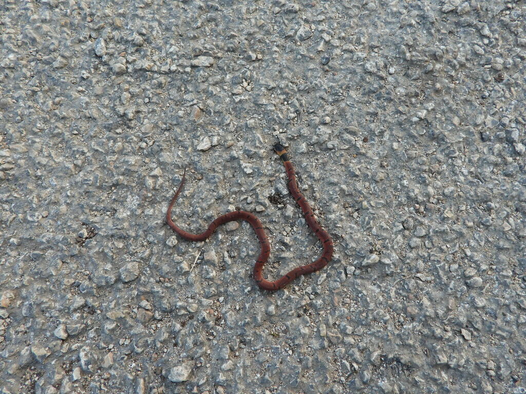 Red Coffee Snake from Xocén, Yuc., México on January 27, 2024 at 06:59 ...