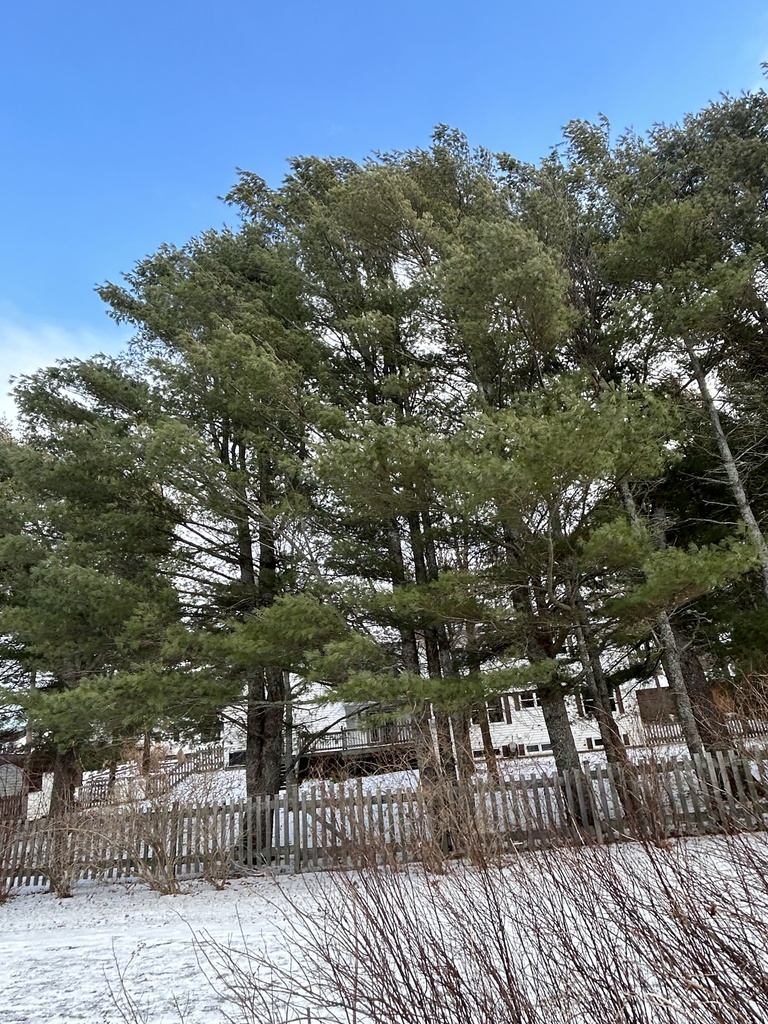 eastern white pine from Princess St, Sackville, NB, CA on January 22 ...