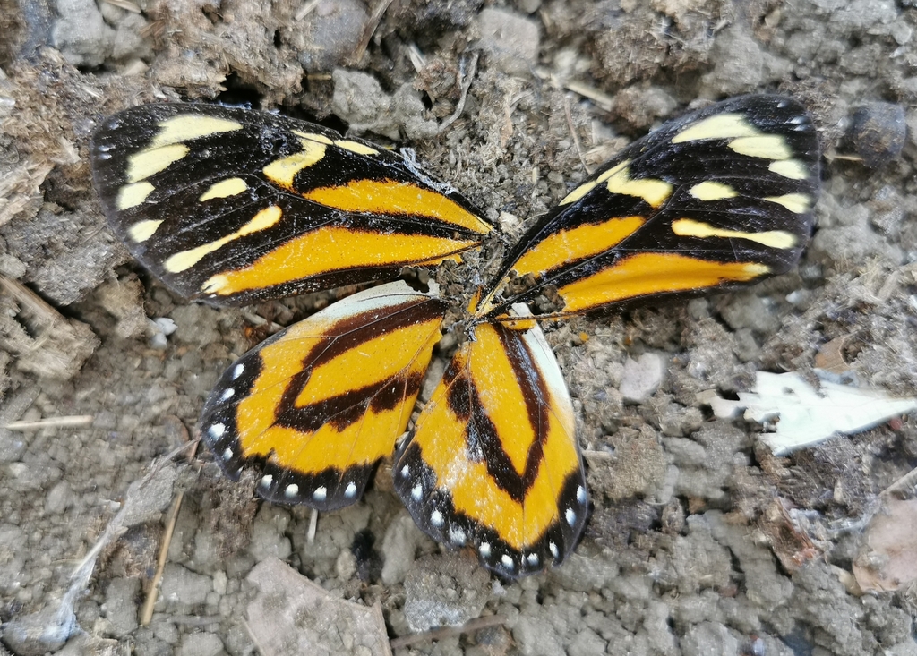 Tiger Mimic-Queen from Renacimiento District, Chiriquí Province, Panama ...