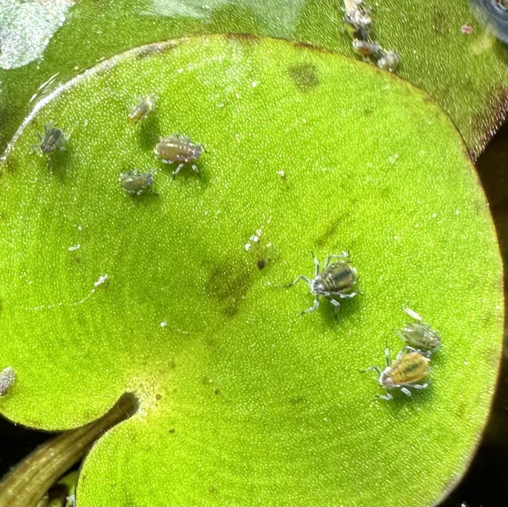 waterlily aphid from Ponte Vedra Beach, FL, US on January 27, 2024 at ...