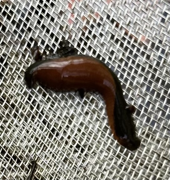 North American Medicinal Leech from Ponte Vedra Beach, FL, US on ...