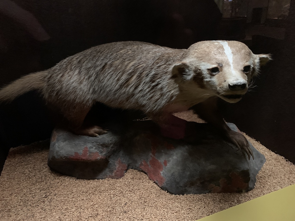 American Badger from University of Pittsburgh, Pittsburgh, PA, US on ...