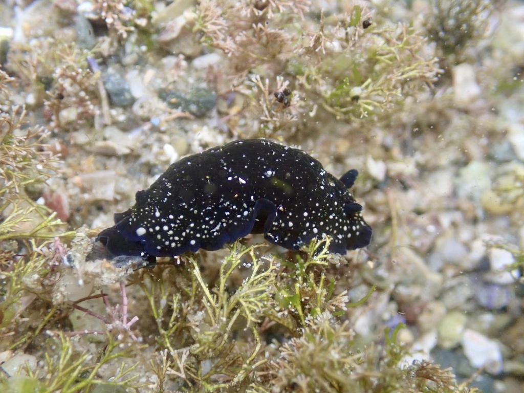 Black Doris from Sandy Beach NSW 2456, Australia on January 27, 2024 at 03:31 PM by Emma Sophie ...