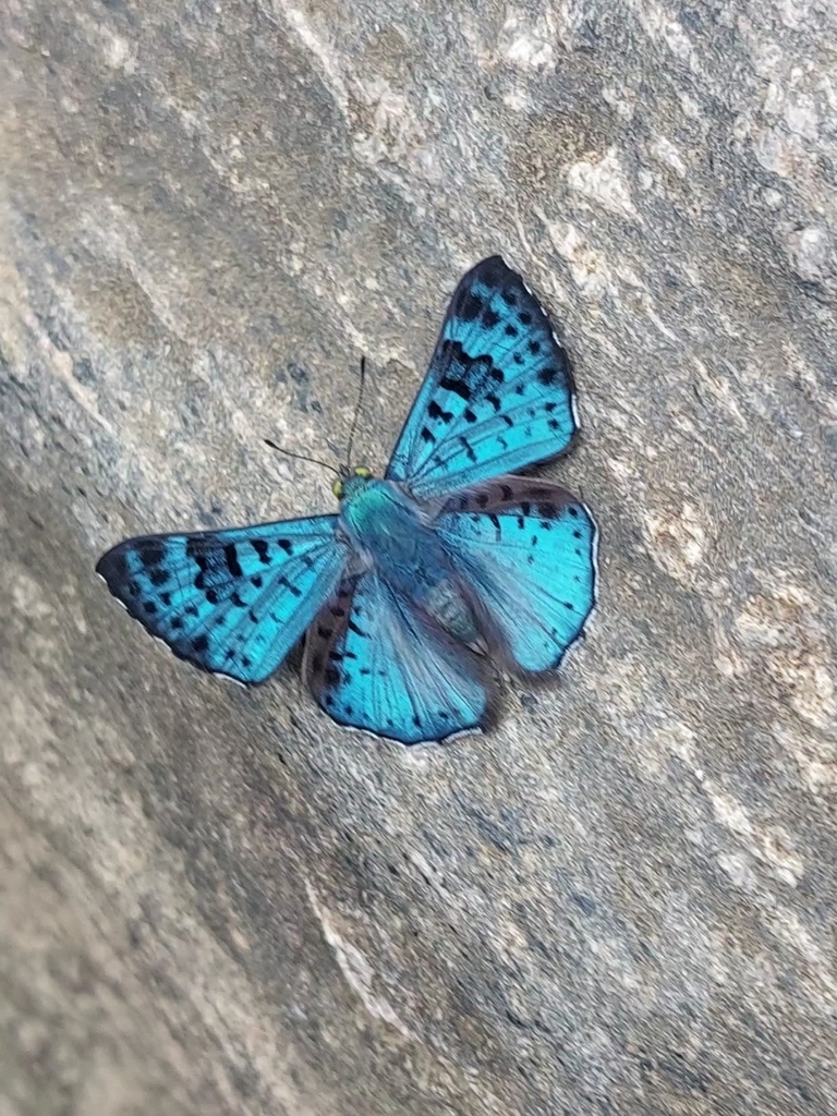 black-patch bluemark from Itatiaia - RJ, 27580-000, Brasil on January ...