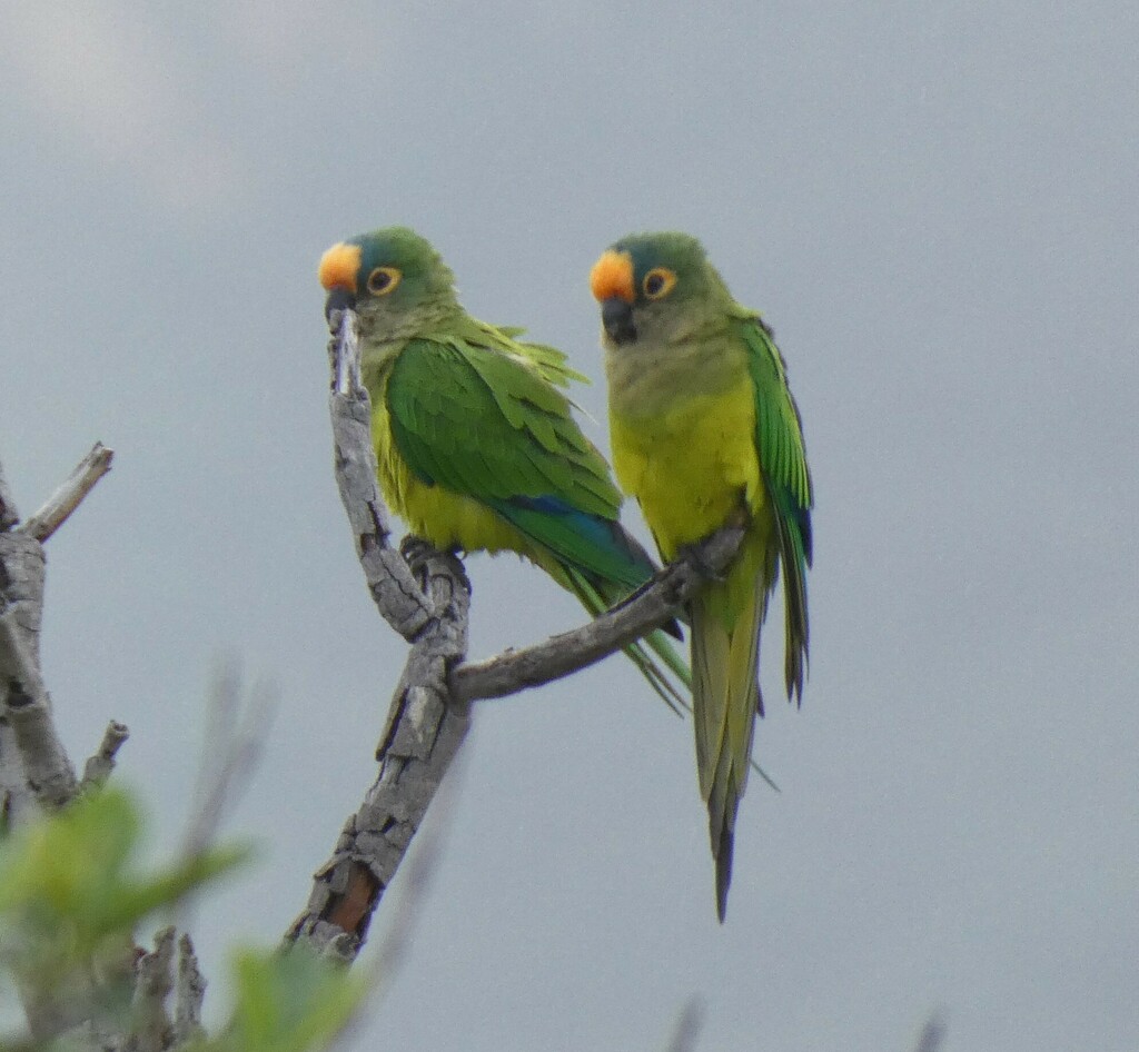 Peach-fronted Parakeet in January 2024 by agujaceratops · iNaturalist